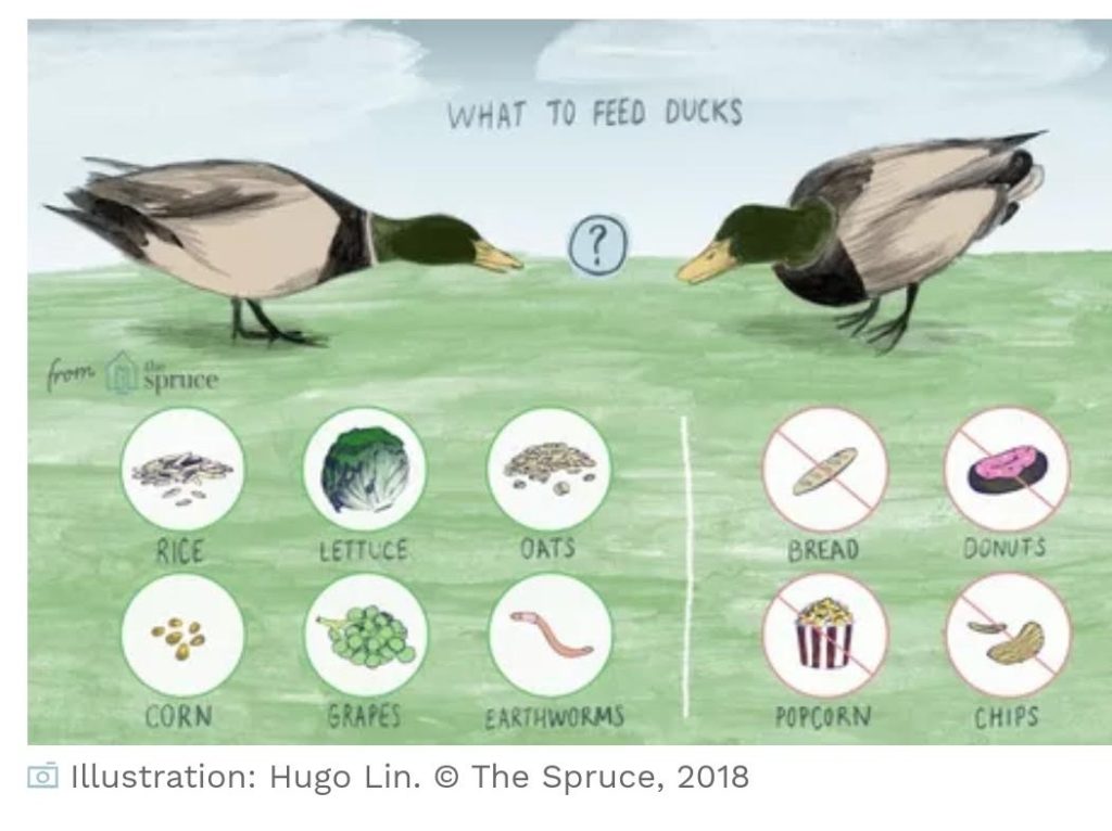 Healthy Duck Feeding Experiment – Fun Things for Toddlers