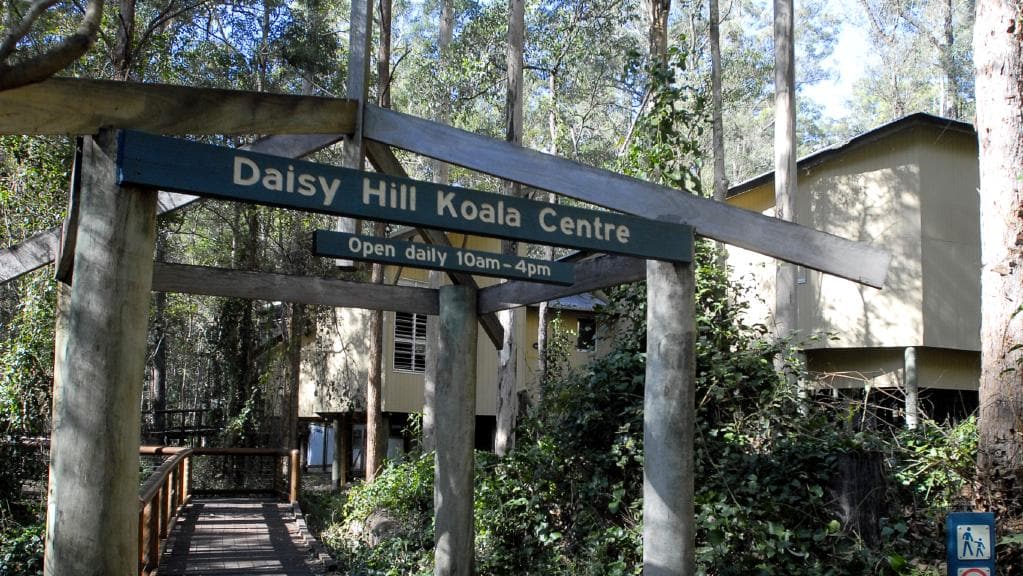 Daisy Hill Koala Centre – Fun Things for Toddlers